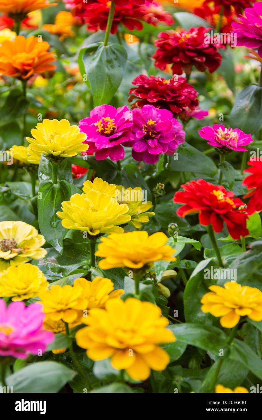 Marigolds other northern ornamental flowers hi-res stock photography ...