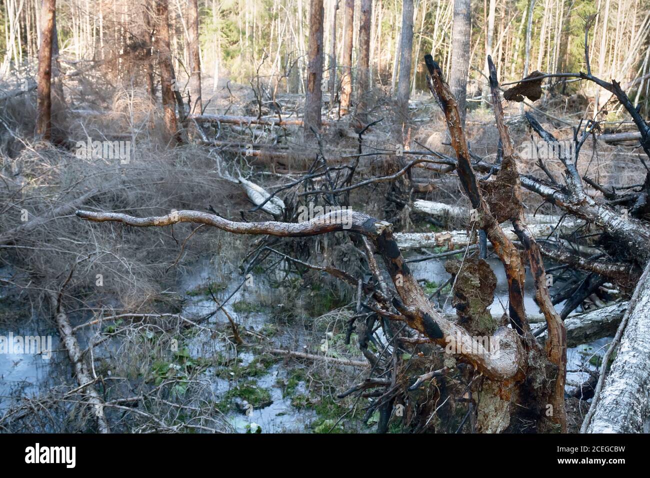 Fire boreal forest hi-res stock photography and images - Alamy