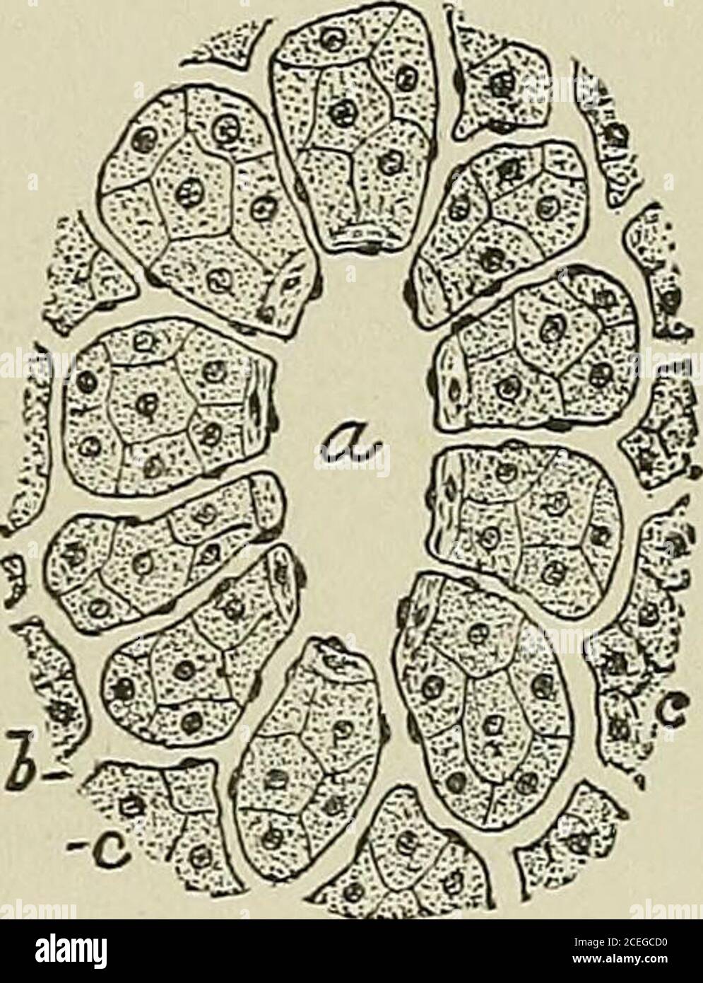 Liver Histology Diagram