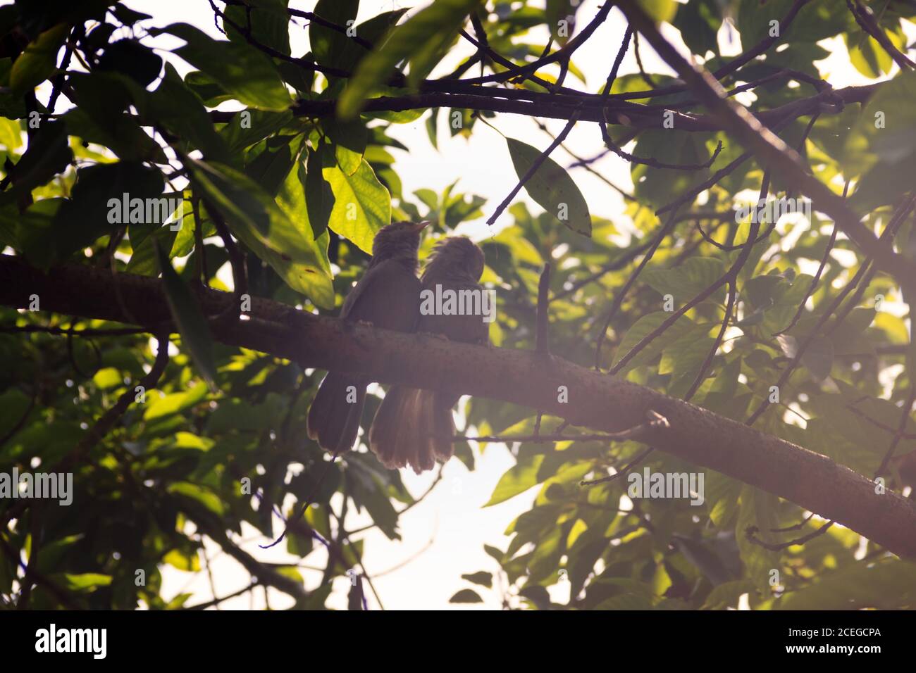 Mating interactions, pair-bonding: mutual cleaning of the plumage ...
