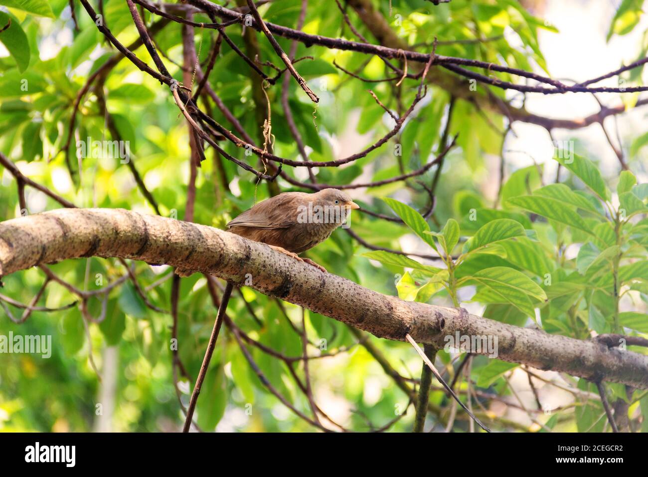 Ceylon Rufous Babbler (Turdoides rufescens) on a beautiful branch with ...