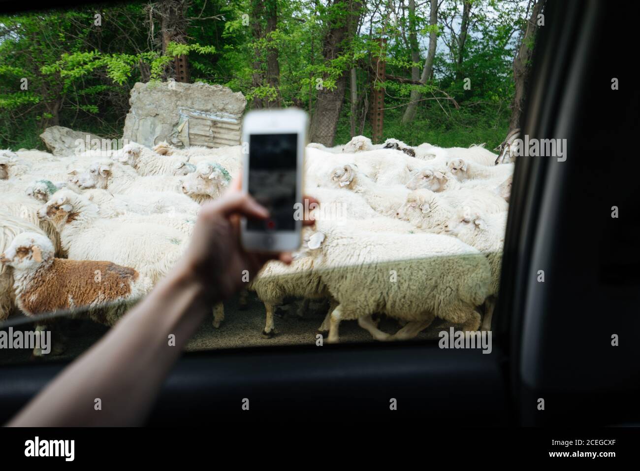 Crop hand holding mobile phone and taking from open car window picture ...
