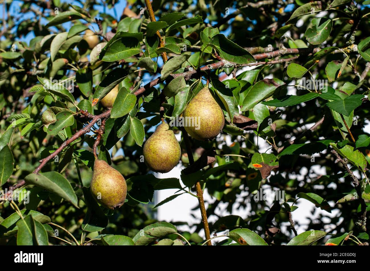Twig pear tree ripening hi-res stock photography and images - Alamy