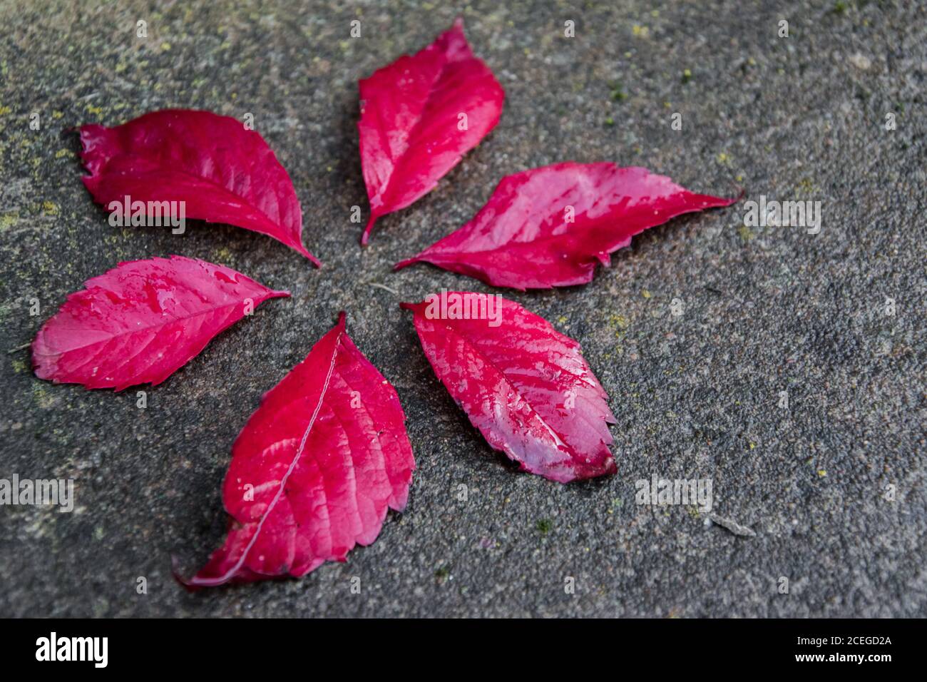 Vivid Vibrant Colour Colours High Resolution Stock Photography and ...