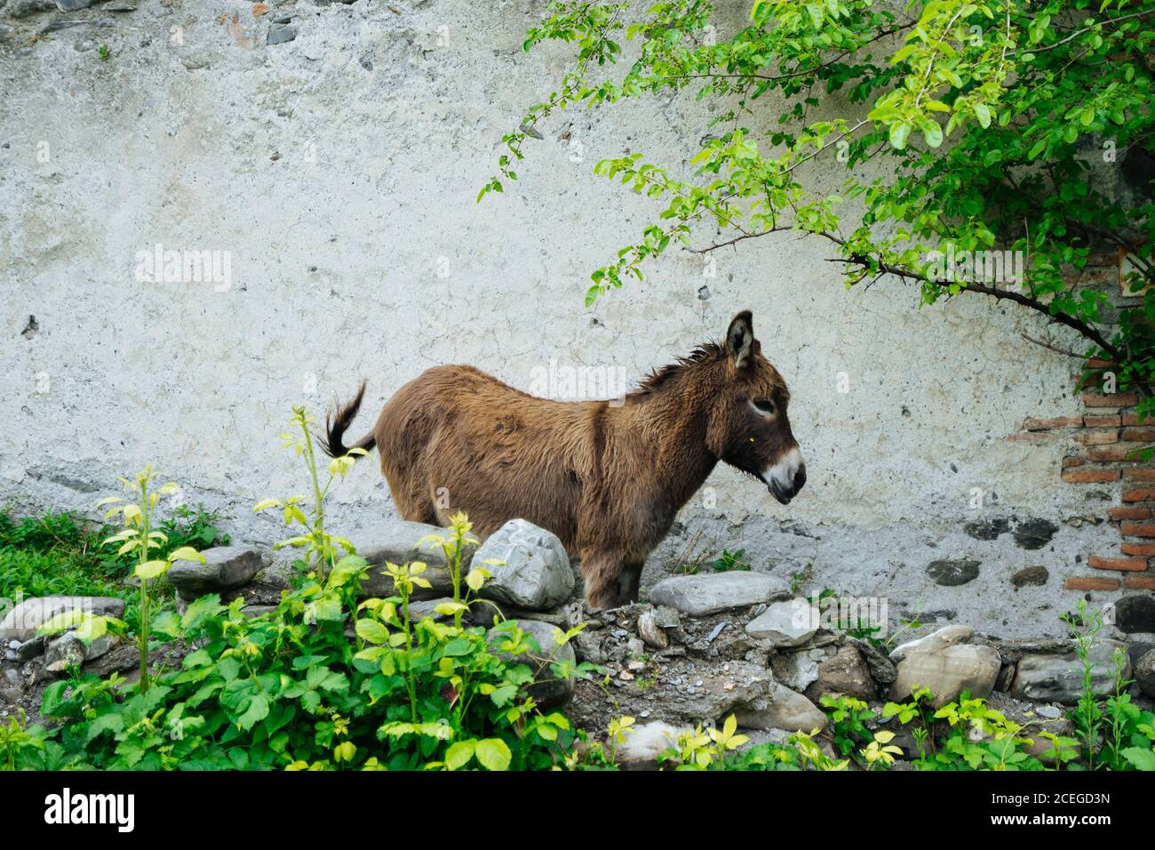 Side view of cute fluffy donkey standing at white shabby brick wall on ...