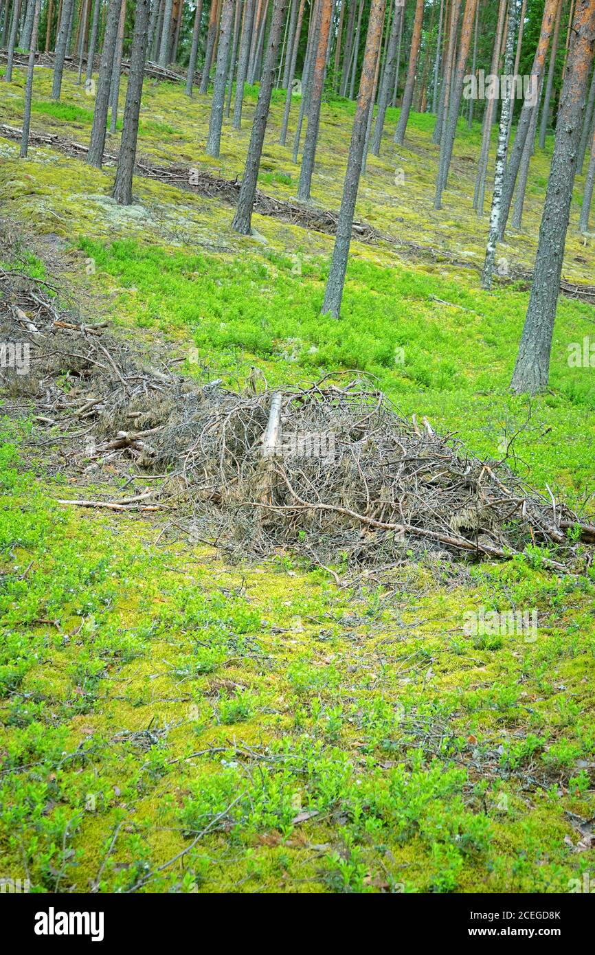 Remains of cutting,, logging waste in Northern boreal coniferous forest ...