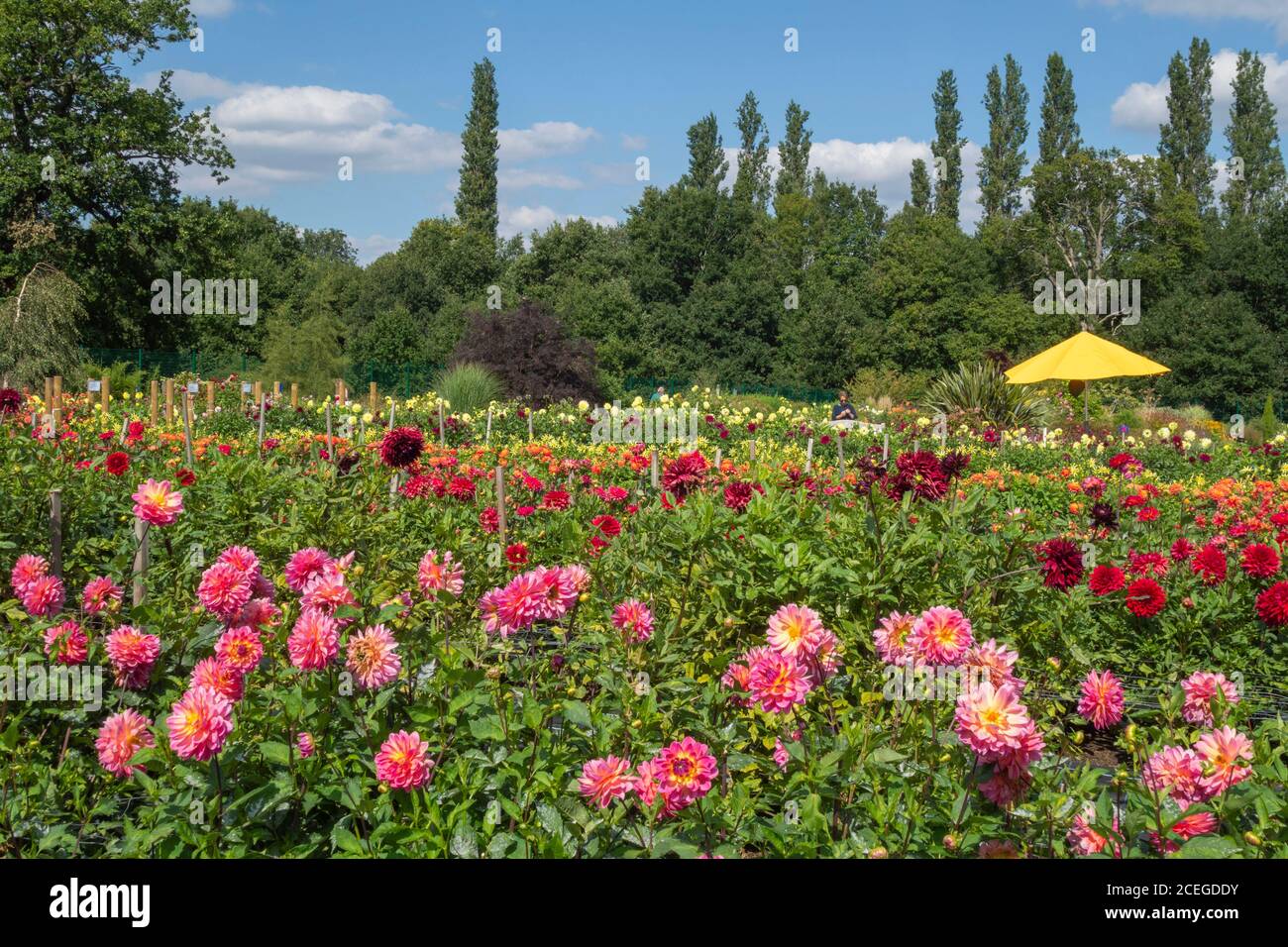 Field of dahlias hi-res stock photography and images - Alamy