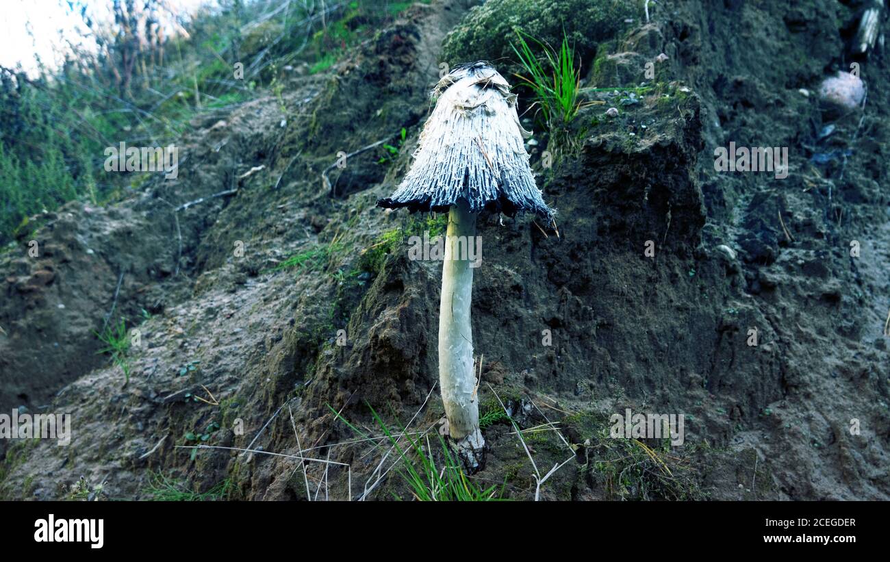 Old mushroom is dilapidated and resembles an old forest hut or old ...