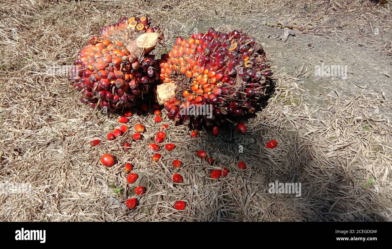 two palm oil fruit under the sun Stock Photo - Alamy