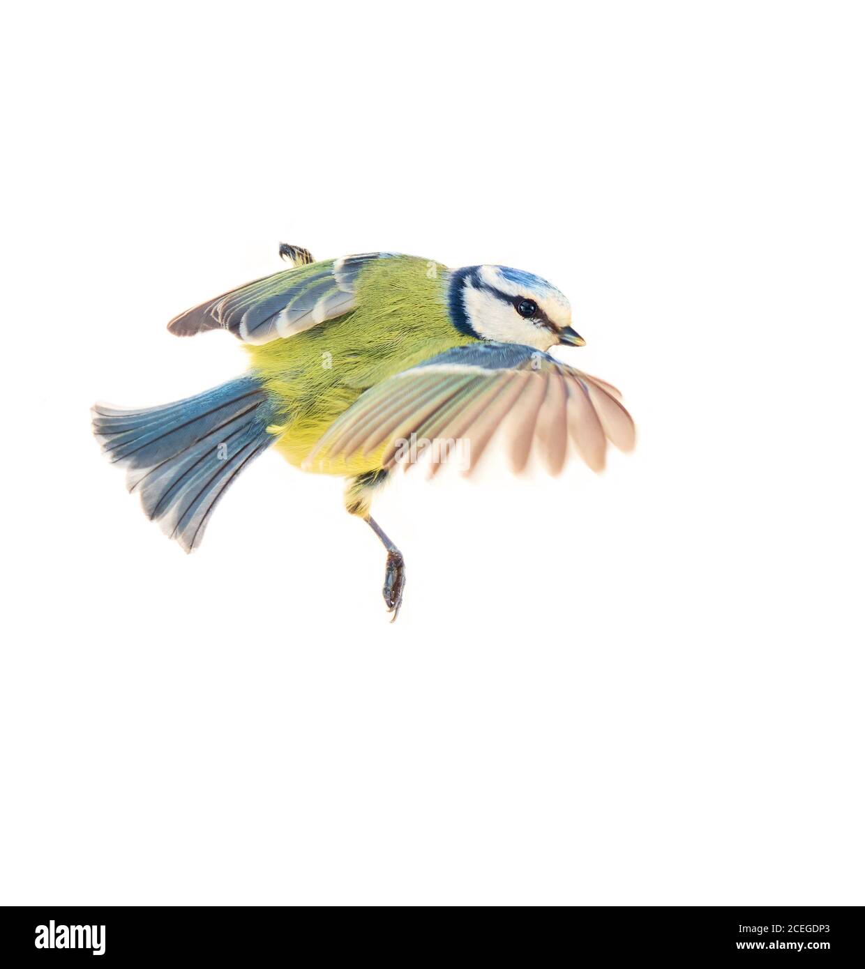Blue Titmouse (Parus caeruleus) in flight. Isolated on a white ...