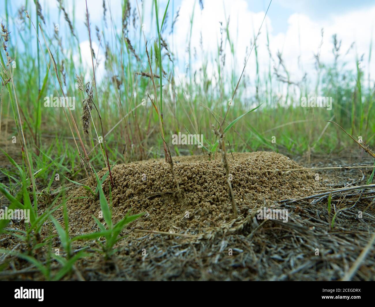 Swift runner ants (Cataglyphis) at entrance to underground anthill ...