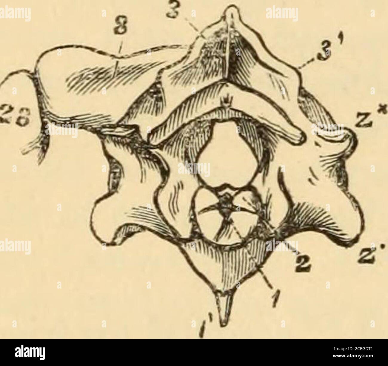 Python skull hi-res stock photography and images - Alamy