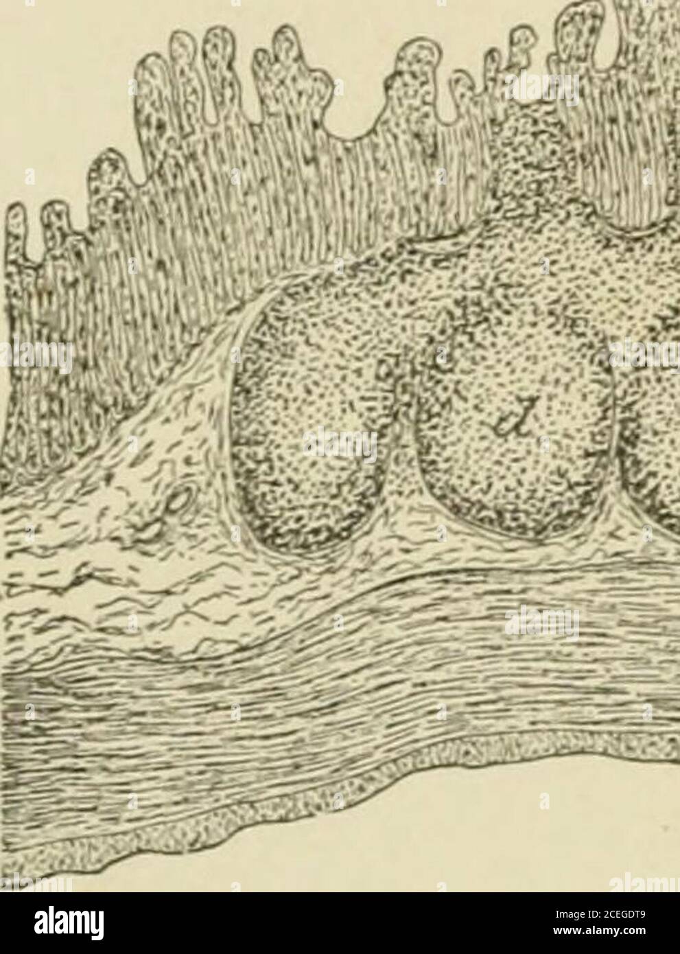 Large intestine mucosa and submucosa hi-res stock photography and ...