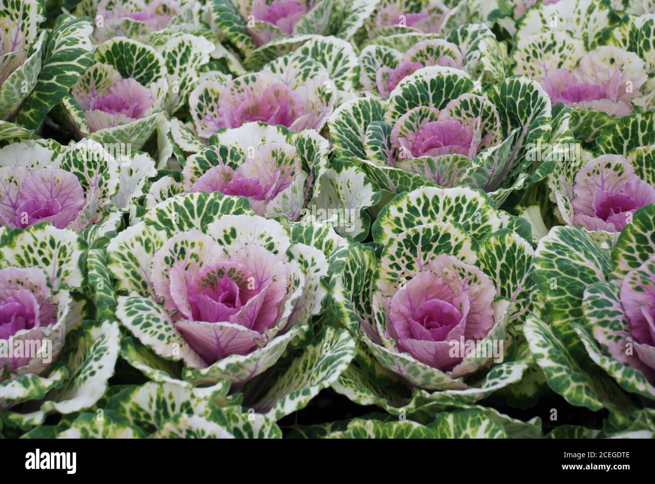 Ornamental cabbage in a botanical garden, flowers, and plants ...