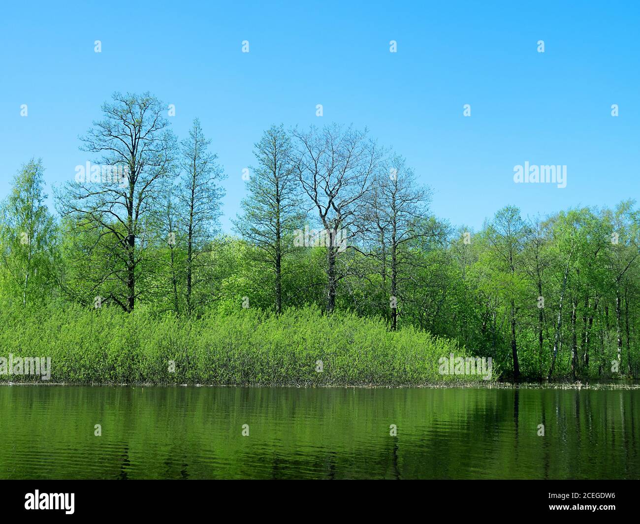 Northern swampy forest. Flooded birch and sedge thickets and water iris ...