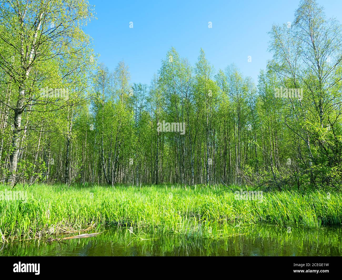 Northern swampy forest. Flooded birch and sedge thickets and water iris ...