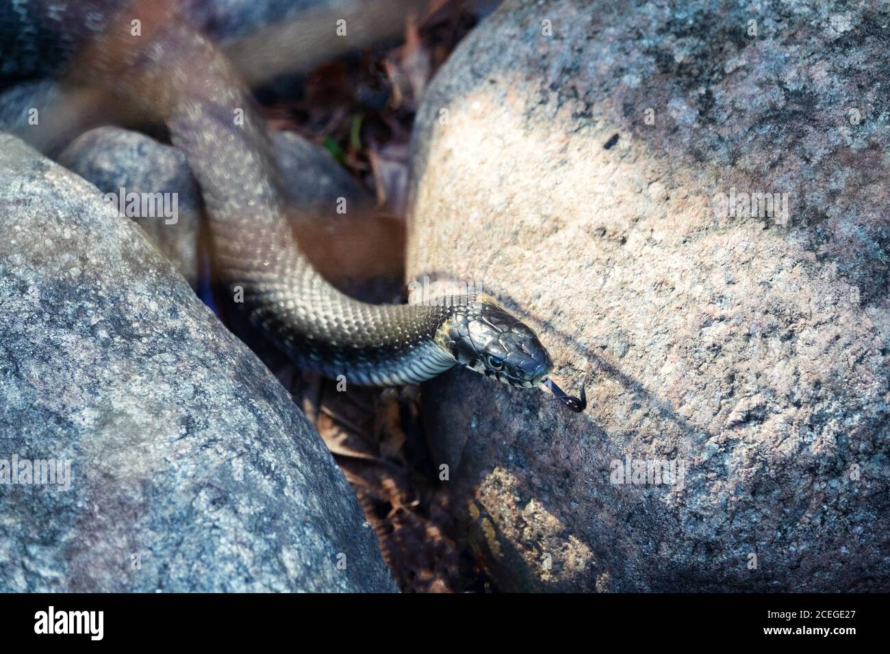 Common Grass-snake (Natrix natrix) from East Baltic sea coast, where ...