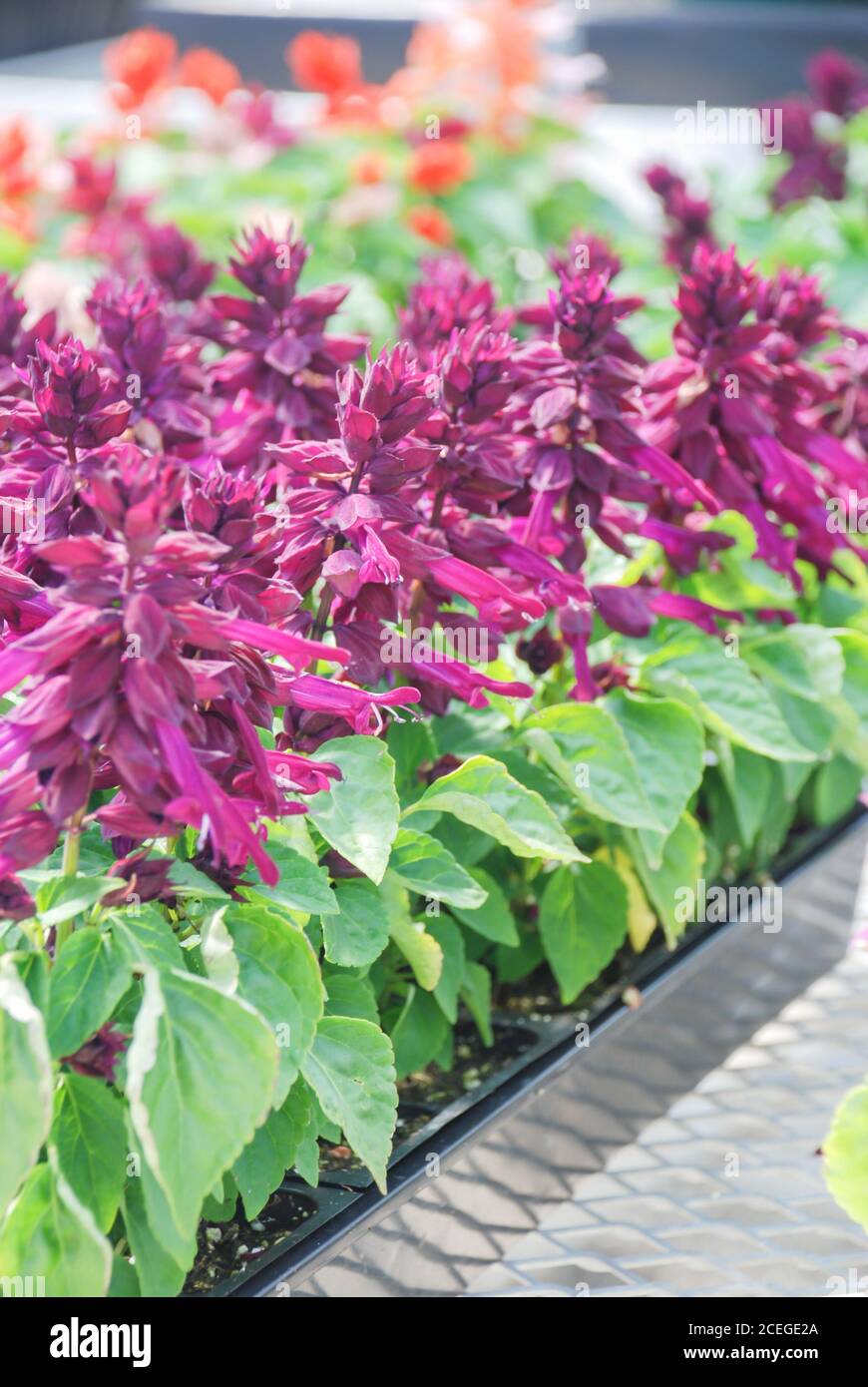 Purple Salvia Splendens, Red flower pot plants in the black tray Stock ...
