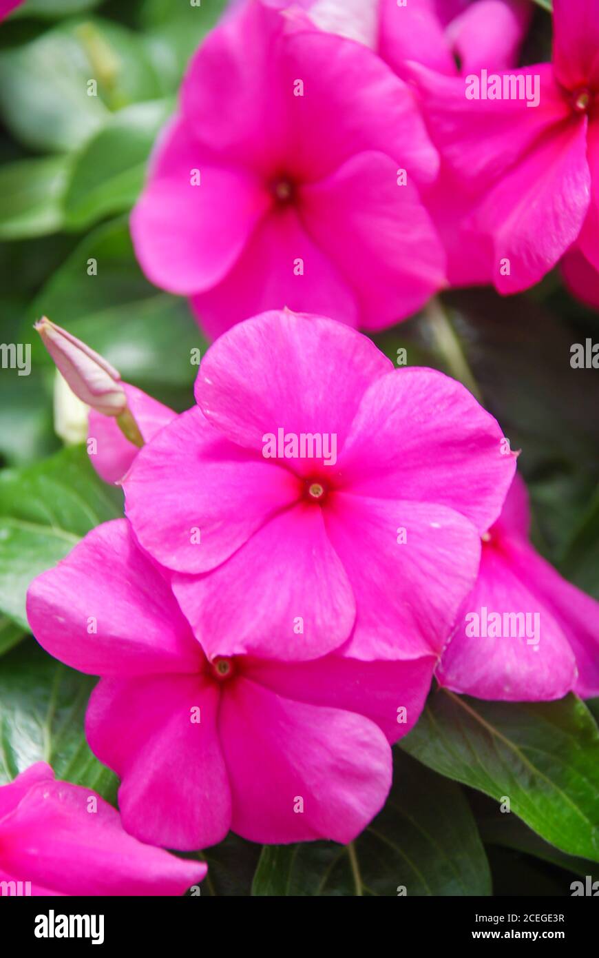 foliage vinca flowers, dark rose vinca flowers (Madagascar periwinkle ...
