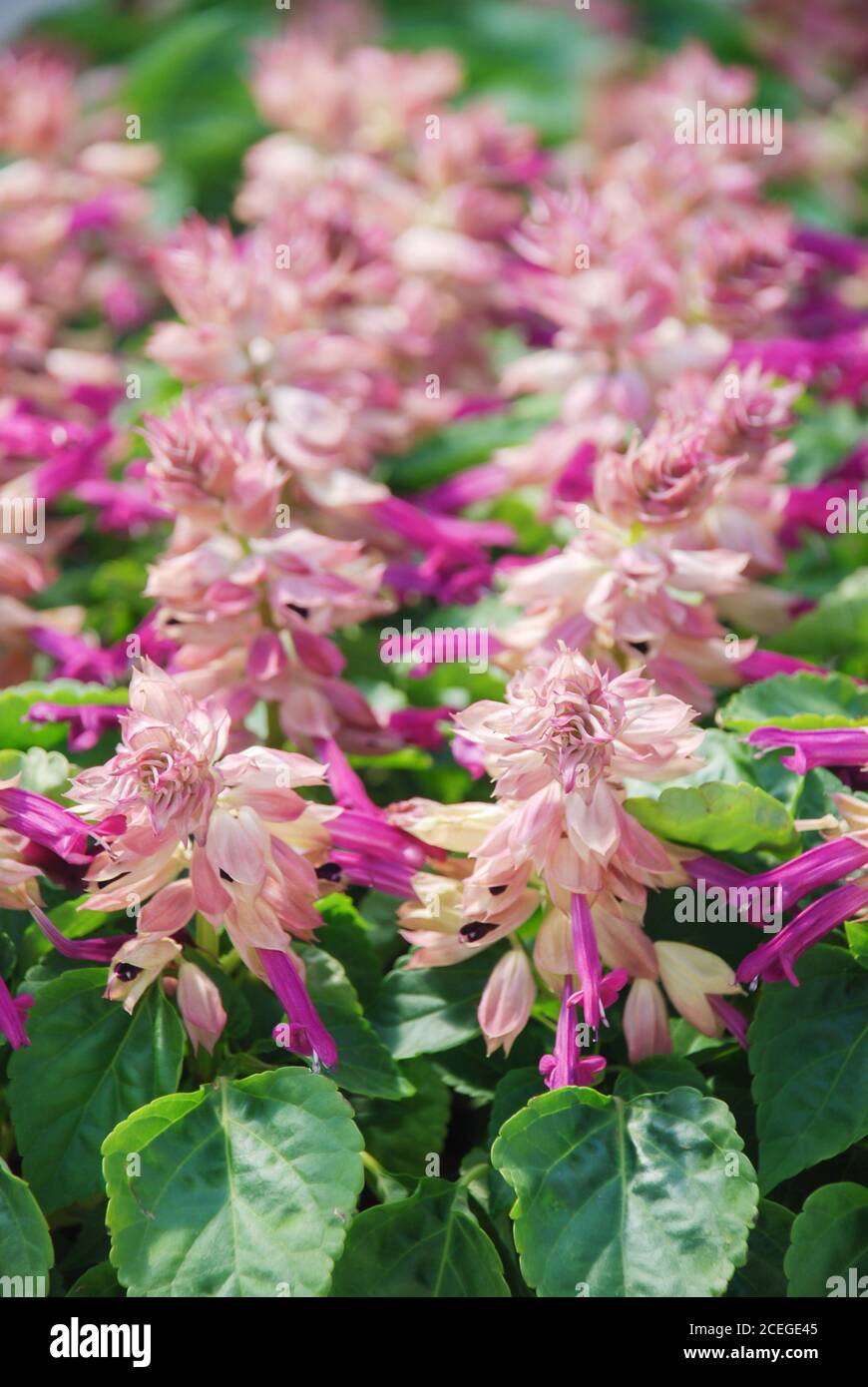 Purple Salvia Splendens, Red flower pot plants in the black tray Stock ...