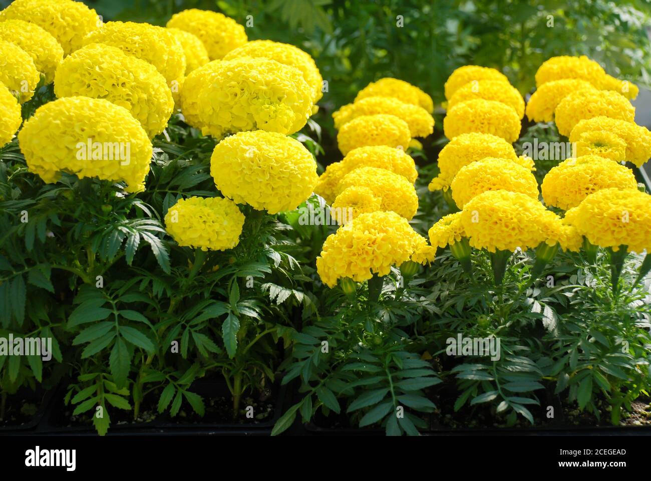 Marigolds Yellow Color (Tagetes erecta, Mexican marigold, Aztec ...