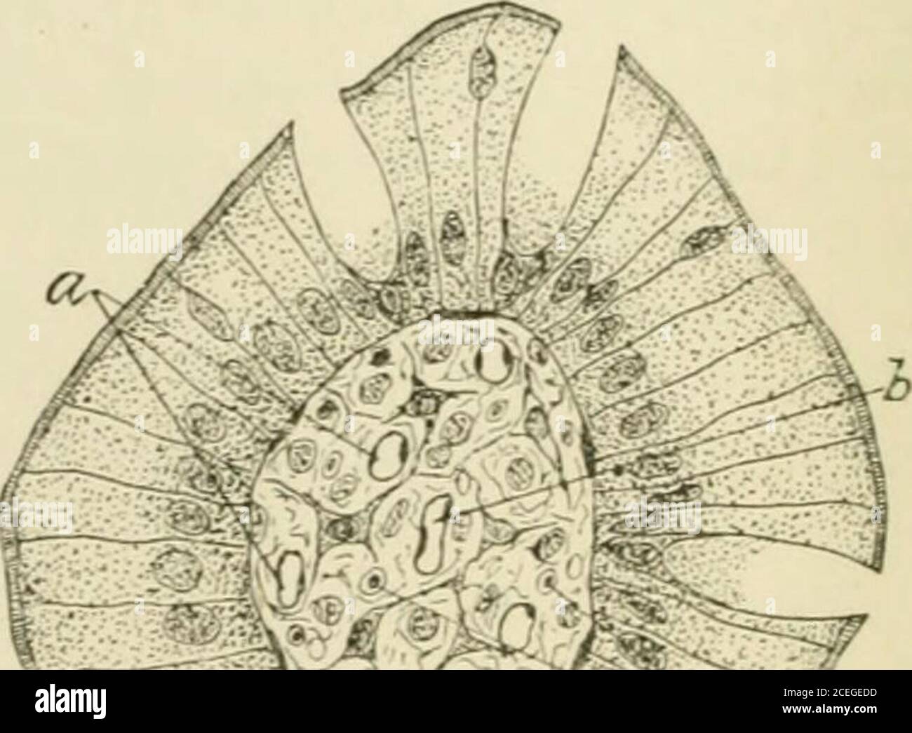Testinal hi-res stock photography and images - Alamy
