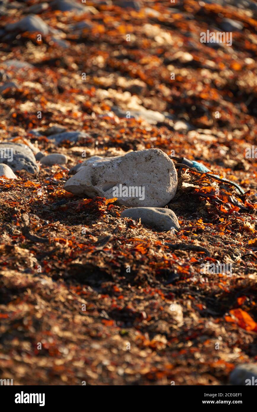 Beautiful historic Lyme Regis Dorset UK. UNESCO site, famous fossil ...
