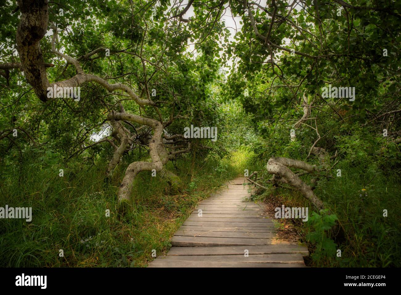 Bending and twisting trees at the Crooked Trees tourism site in a sunny ...