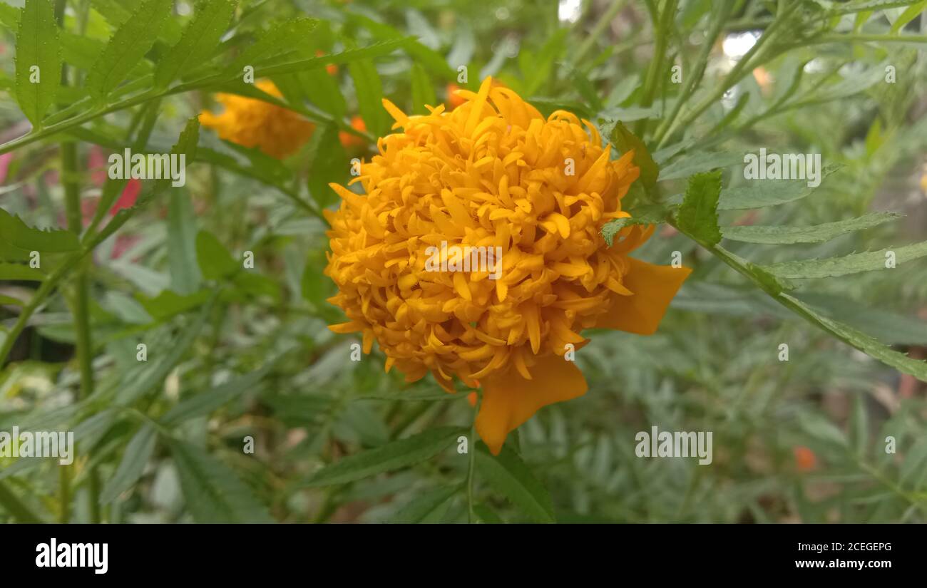 orange tagetes patula flowers or mexican flower or marigold flower ...