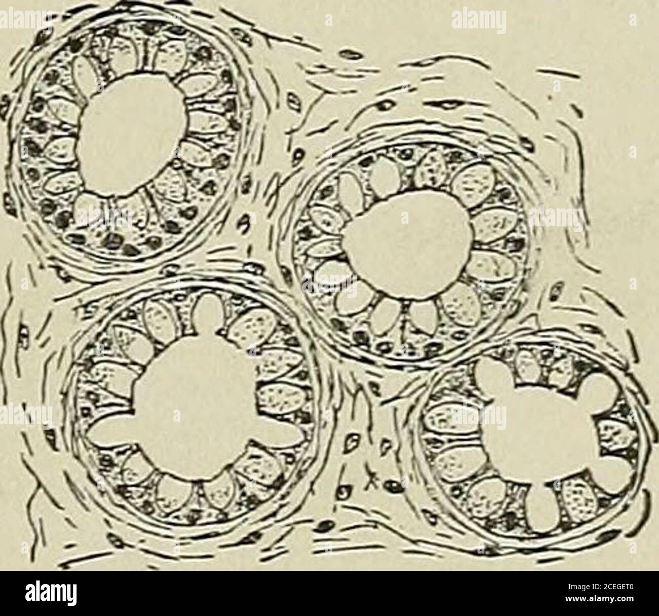 Transverse tubules hi-res stock photography and images - Alamy
