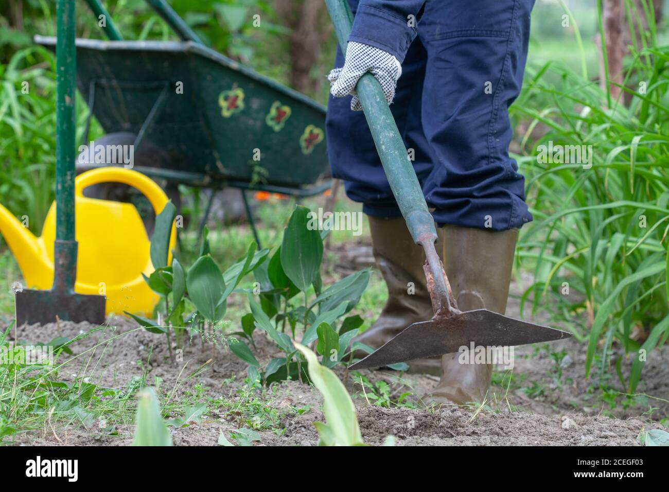 Gardener digging weed in a garden with a hoe. Preparing soil for ...
