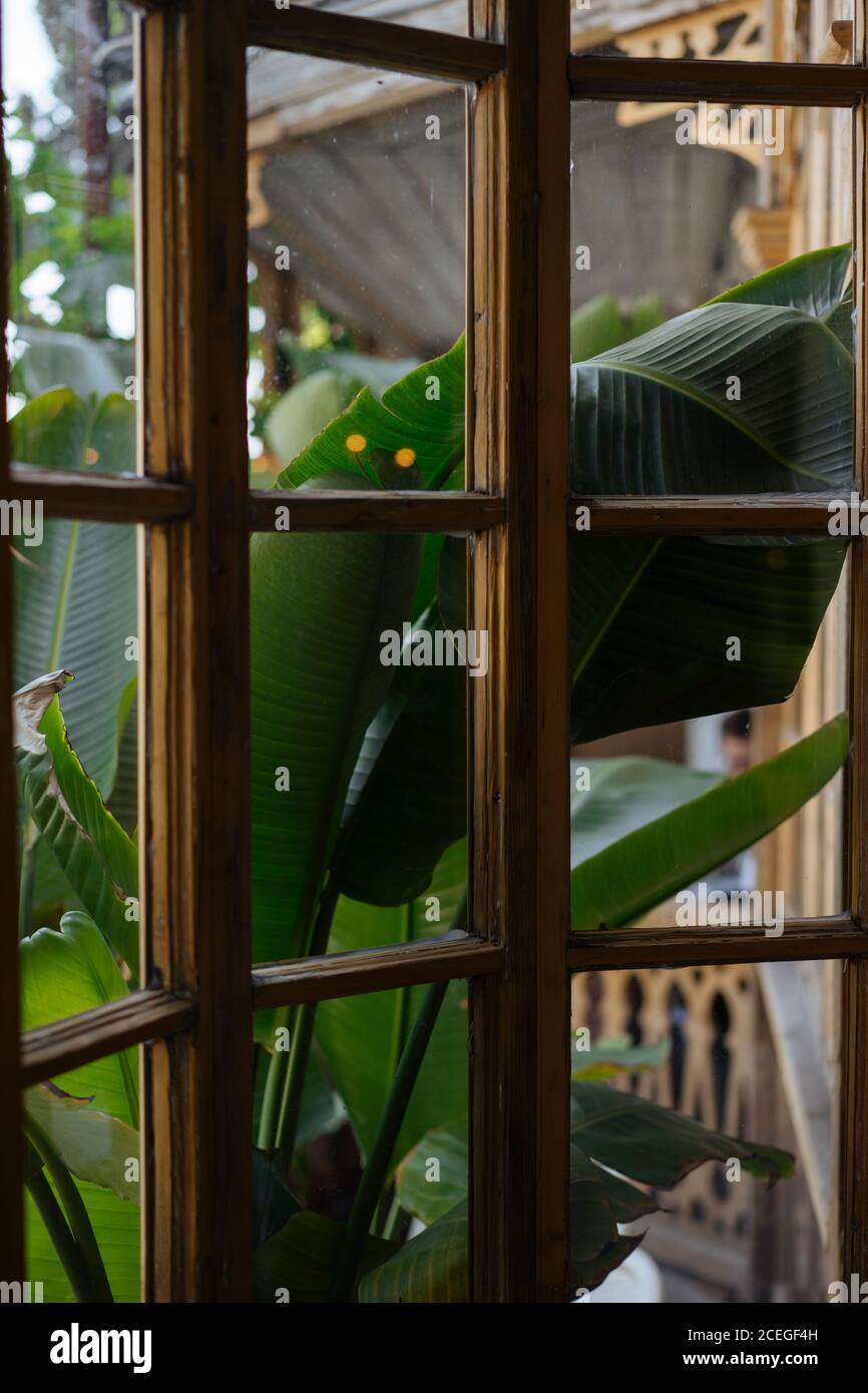 plant growing behind the window Stock Photo - Alamy