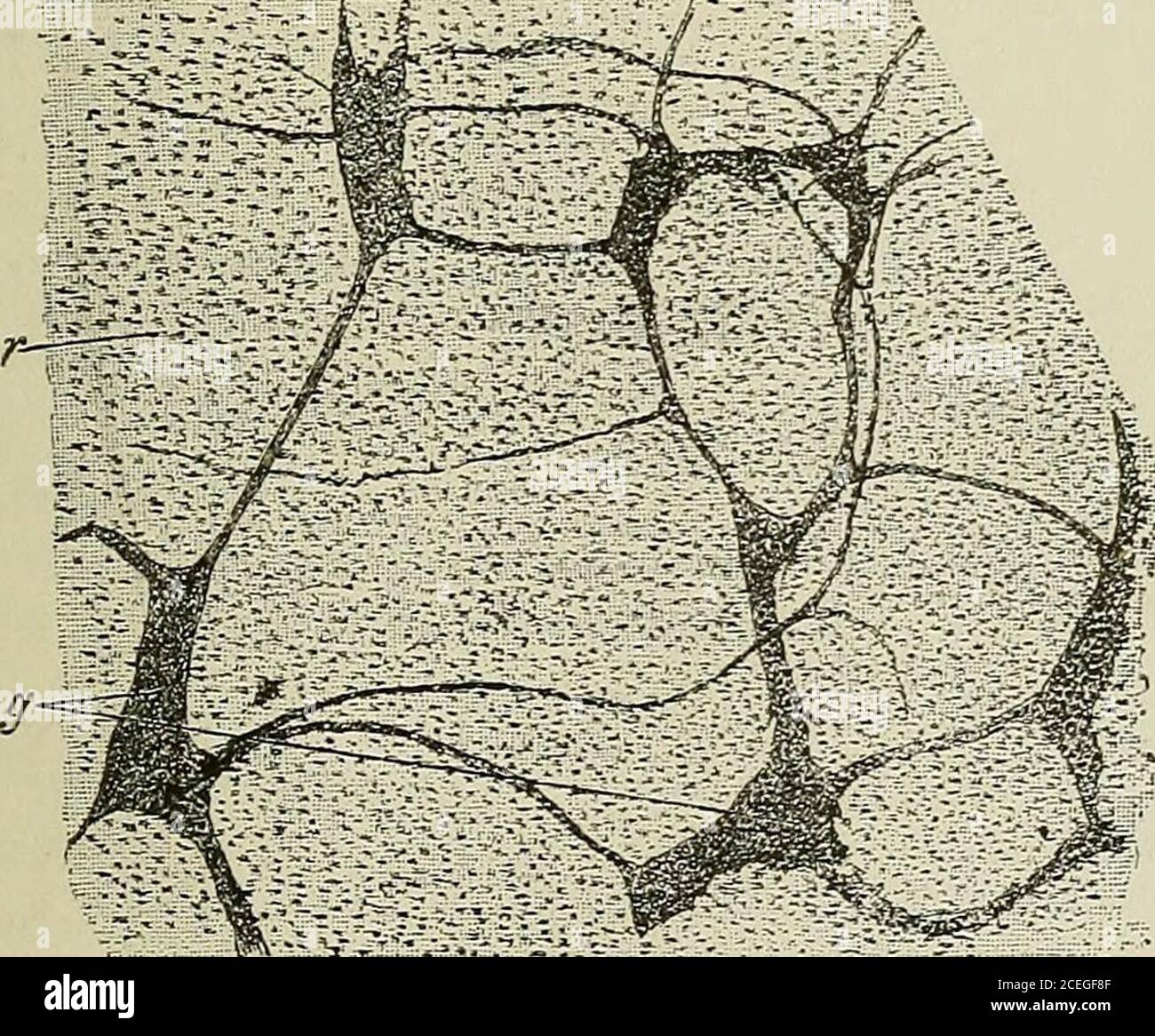 . Text-book of normal histology: including an account of the ...