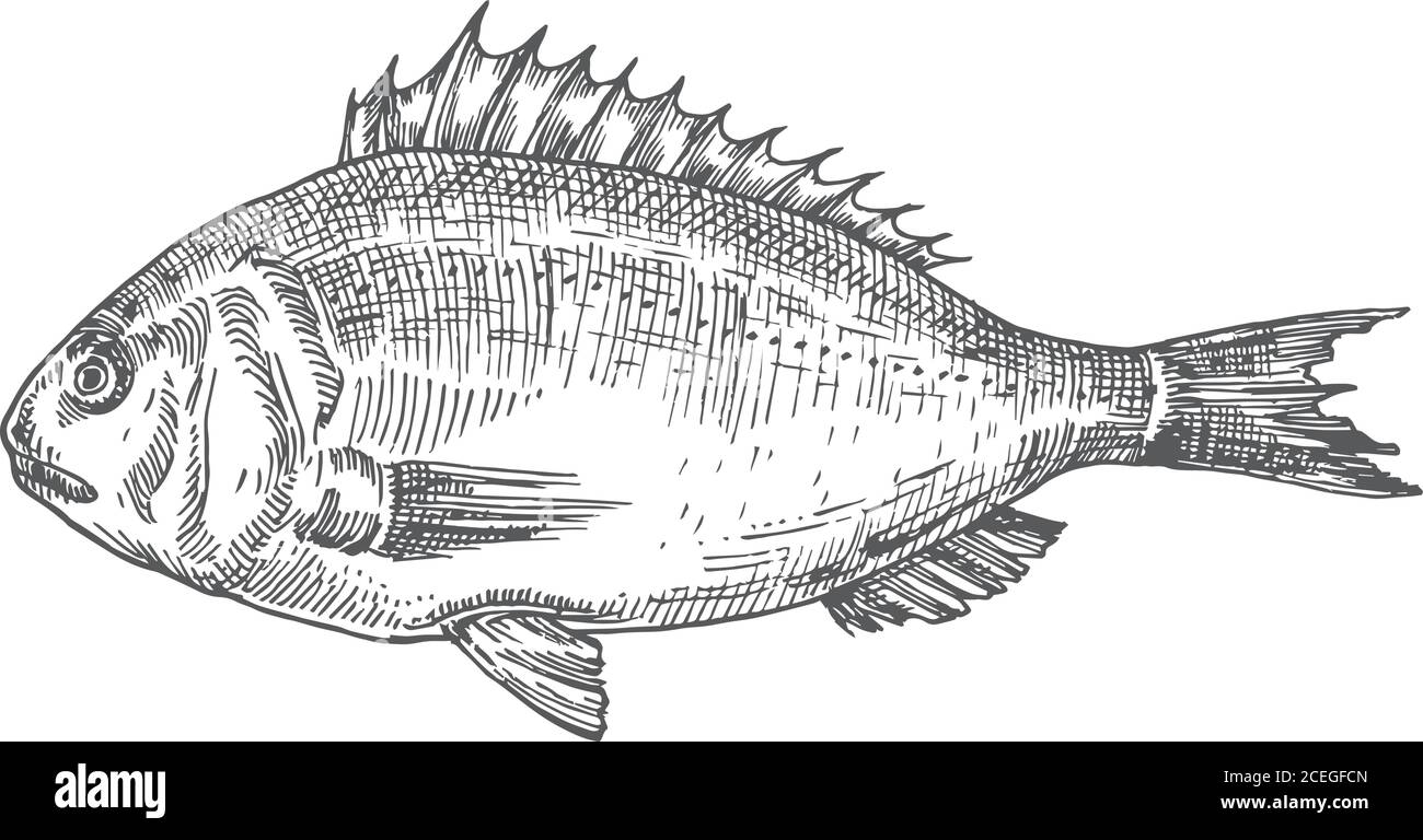 Dorado Hand Drawn Vector Illustration. Abstract Fish Sketch. Engraving ...
