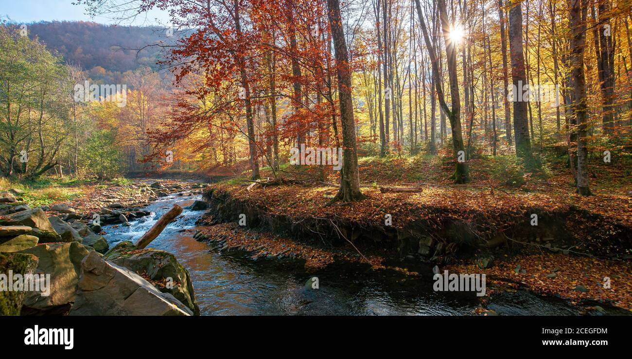 small mountain river among the forest. beautiful nature scenery at ...