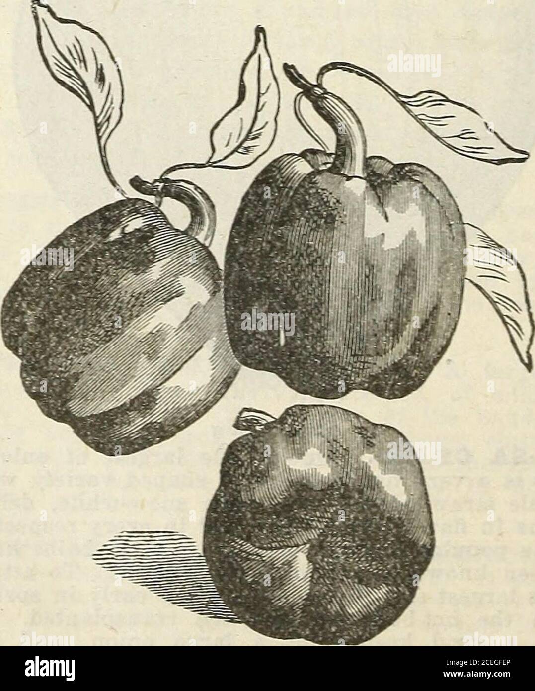 5 mangoes hi hi-res stock photography and images - Alamy