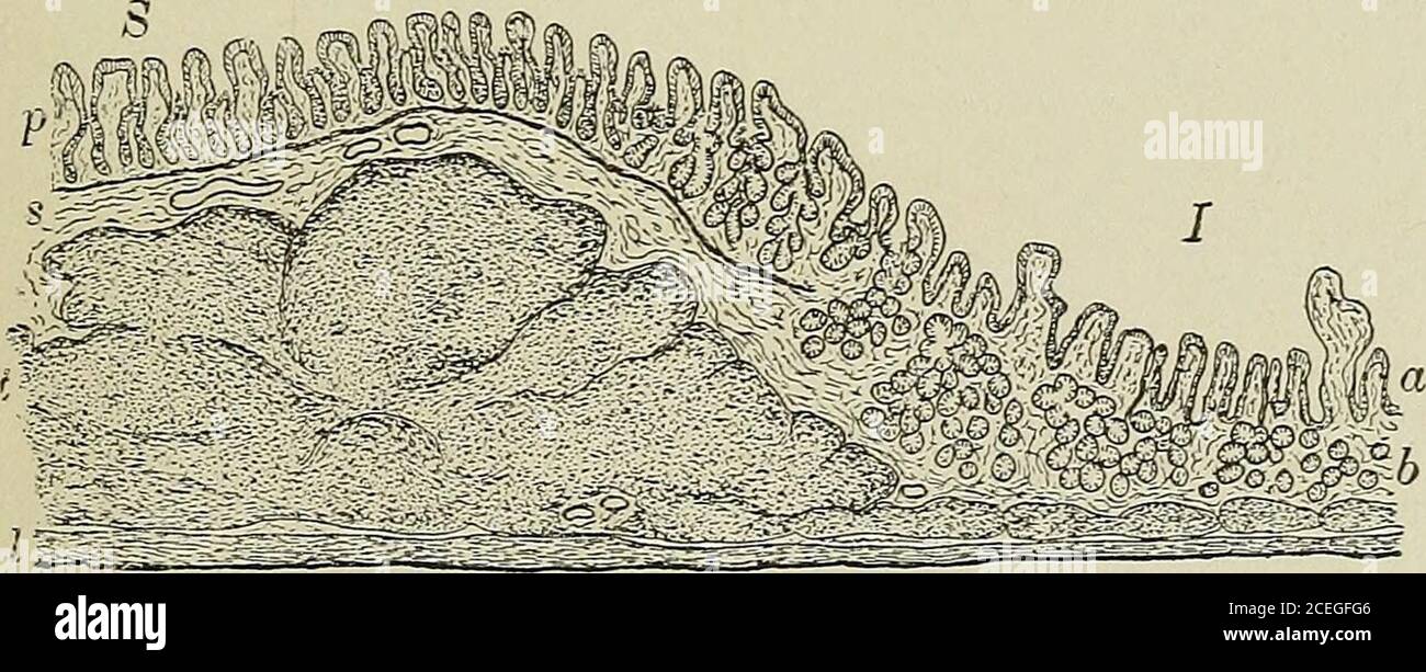 Pyloric glands hi-res stock photography and images - Alamy