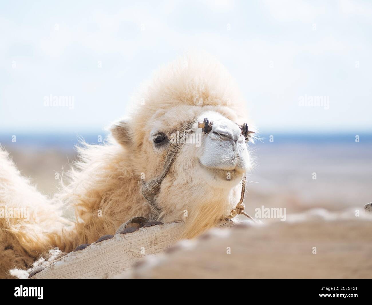 Hairy camel hi-res stock photography and images - Alamy