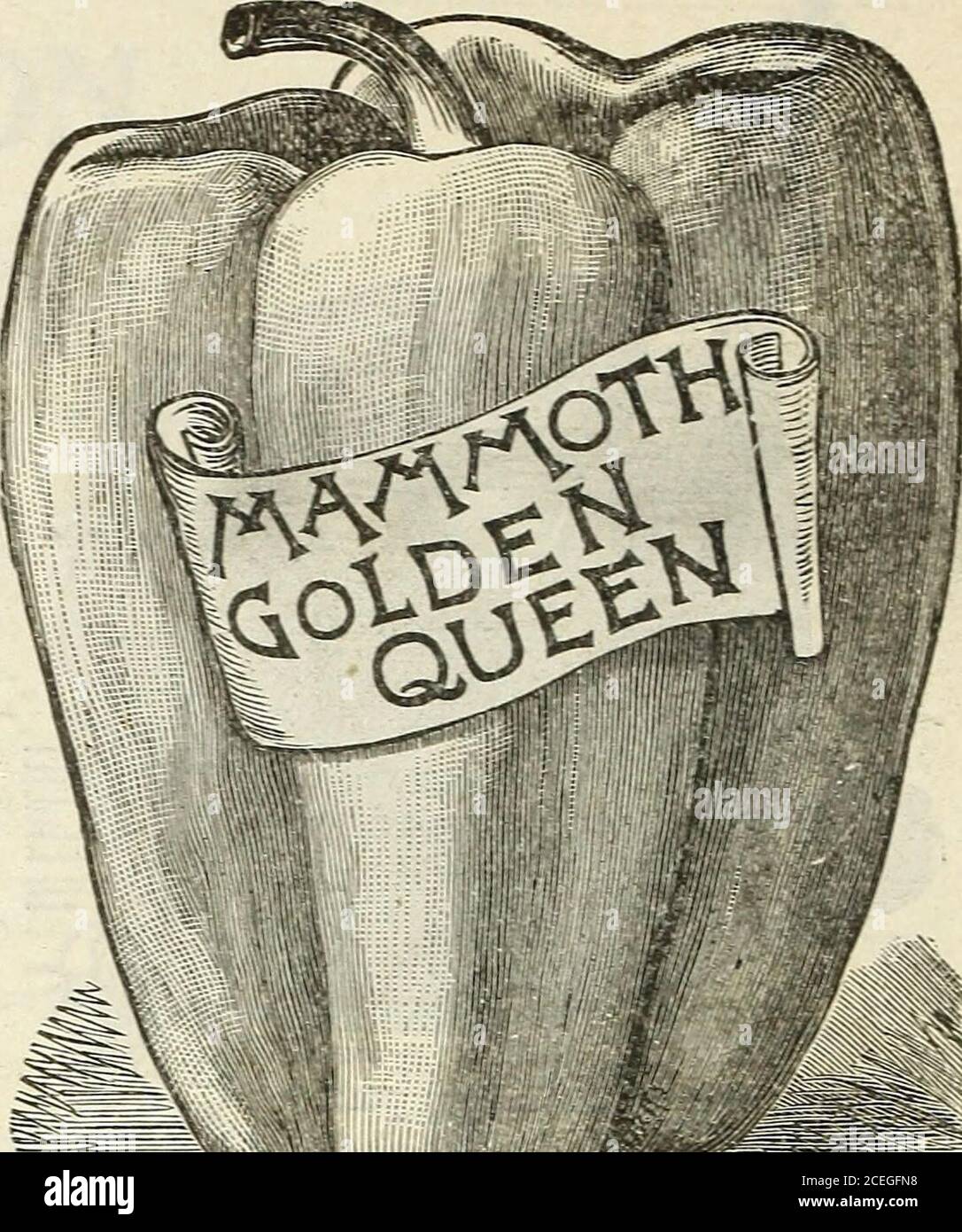 5 mangoes hi hi-res stock photography and images - Alamy