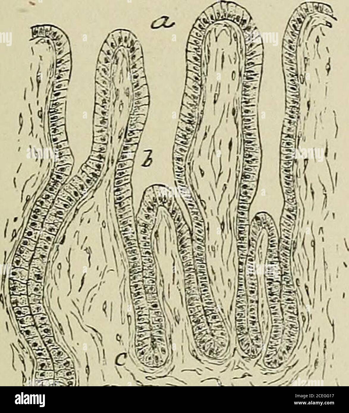 Albuminous glands hi-res stock photography and images - Alamy