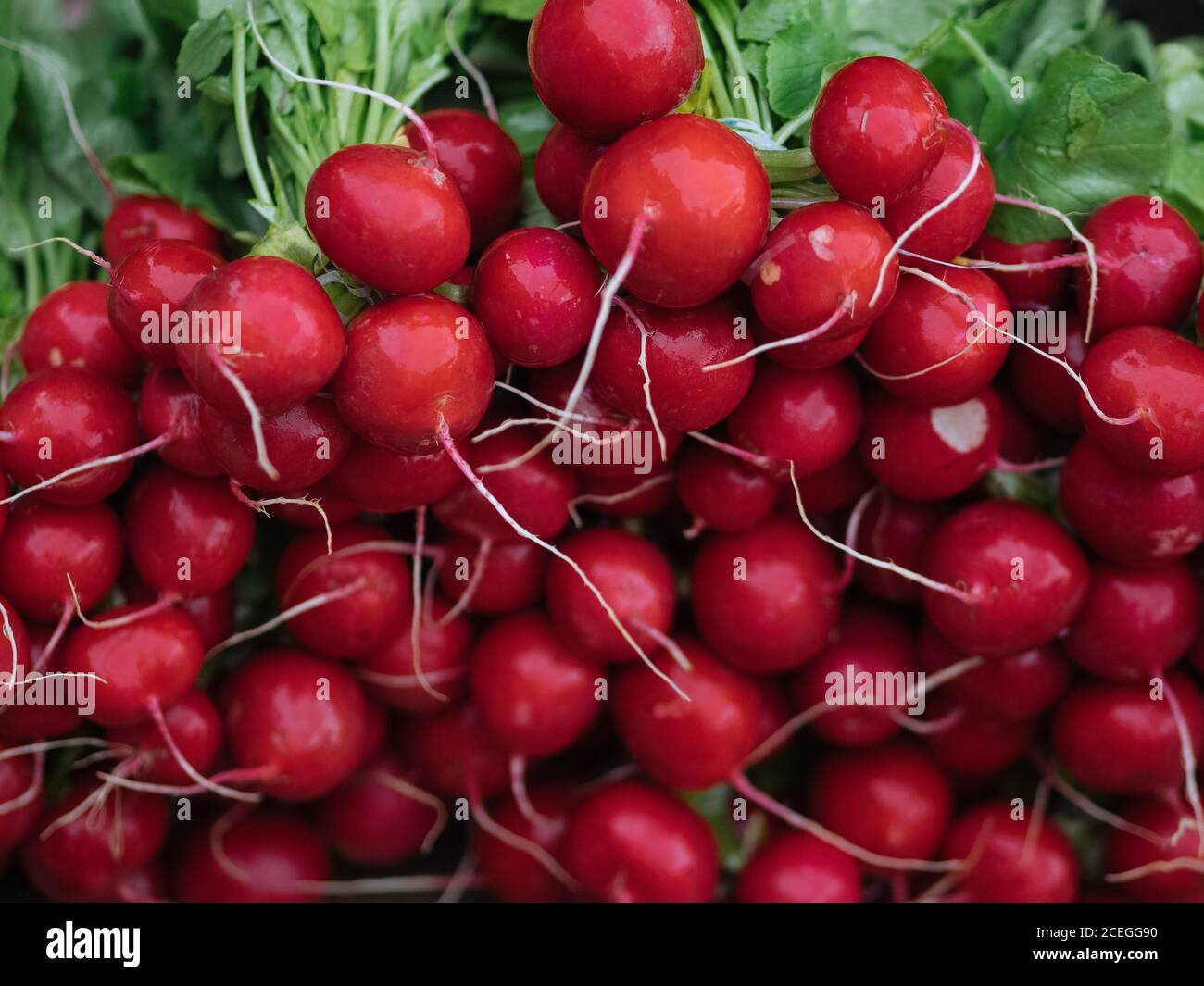 bunch fresh radish Stock Photo - Alamy