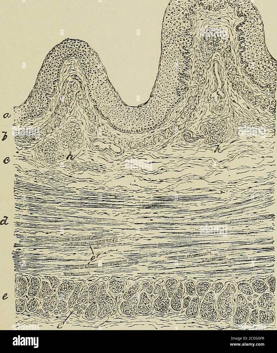 Muscularis mucosae hi-res stock photography and images - Alamy