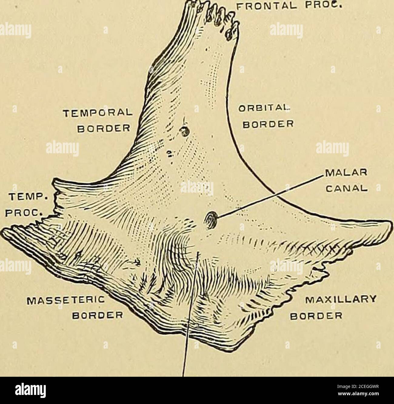. Quain's Elements of anatomy. ht elevation called the malar tuherosity ...