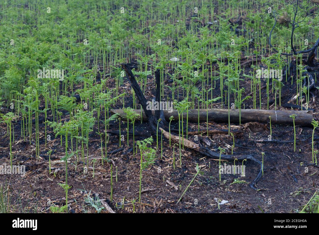 New growth after fire hi-res stock photography and images - Alamy