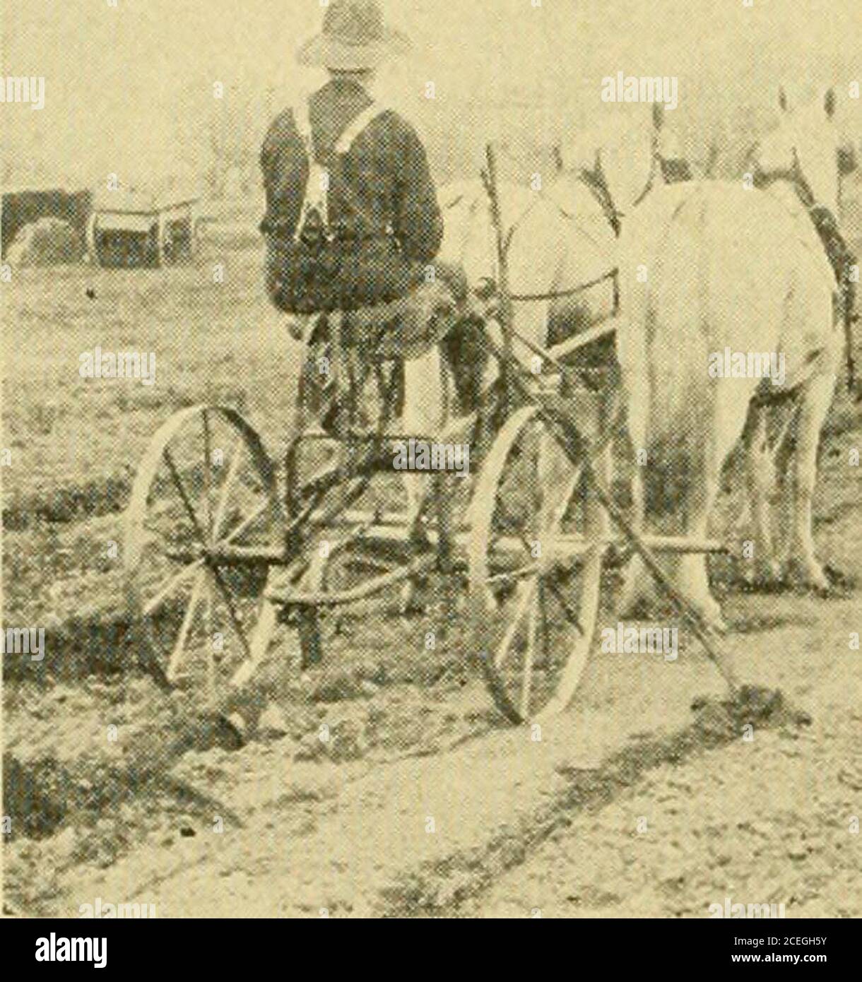 . Plant propagation; greenhouse and nursery practice. FIG. 179—TWO ...