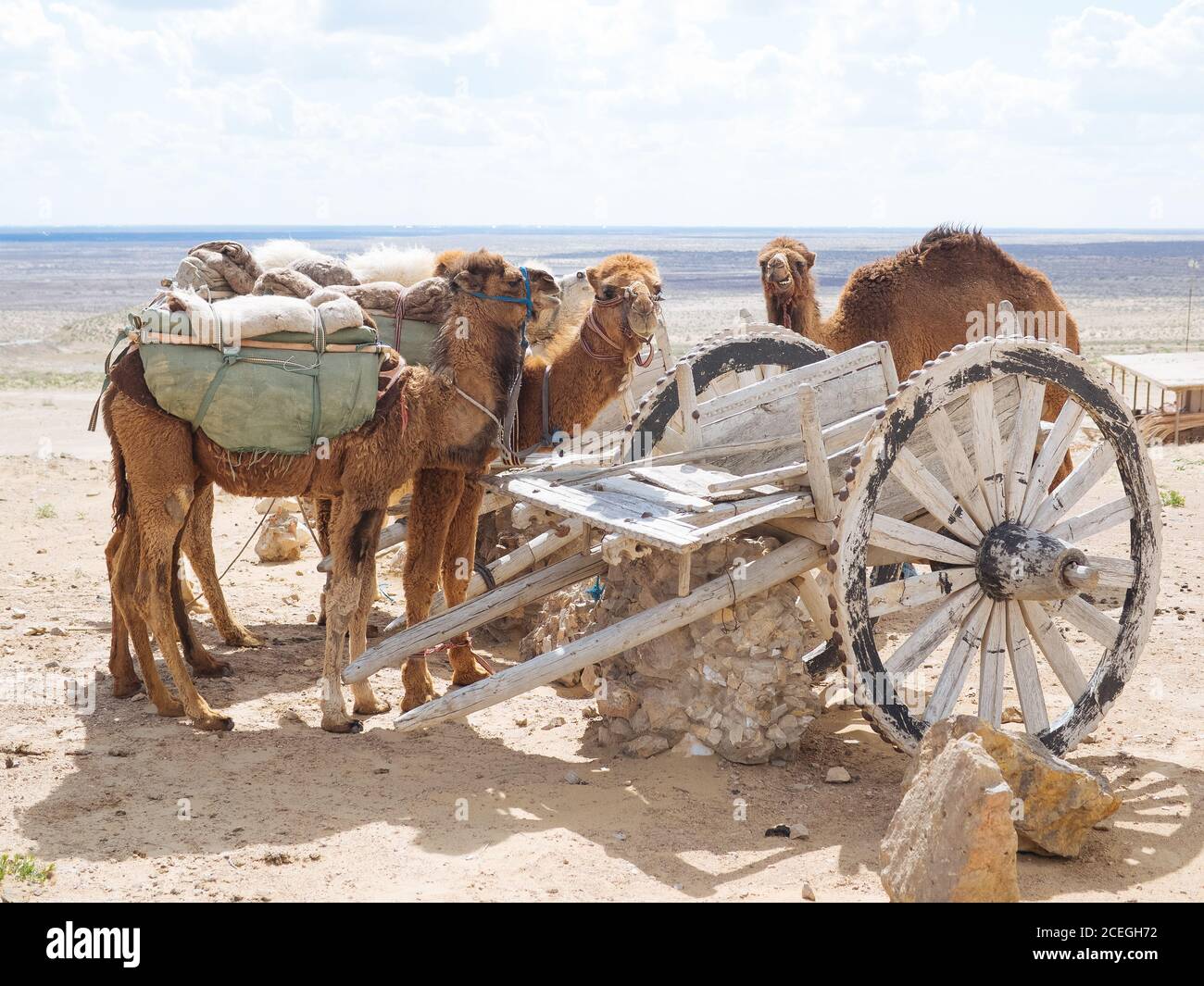 Group of loaded caravan camels having rest on sandy ground of desolate ...