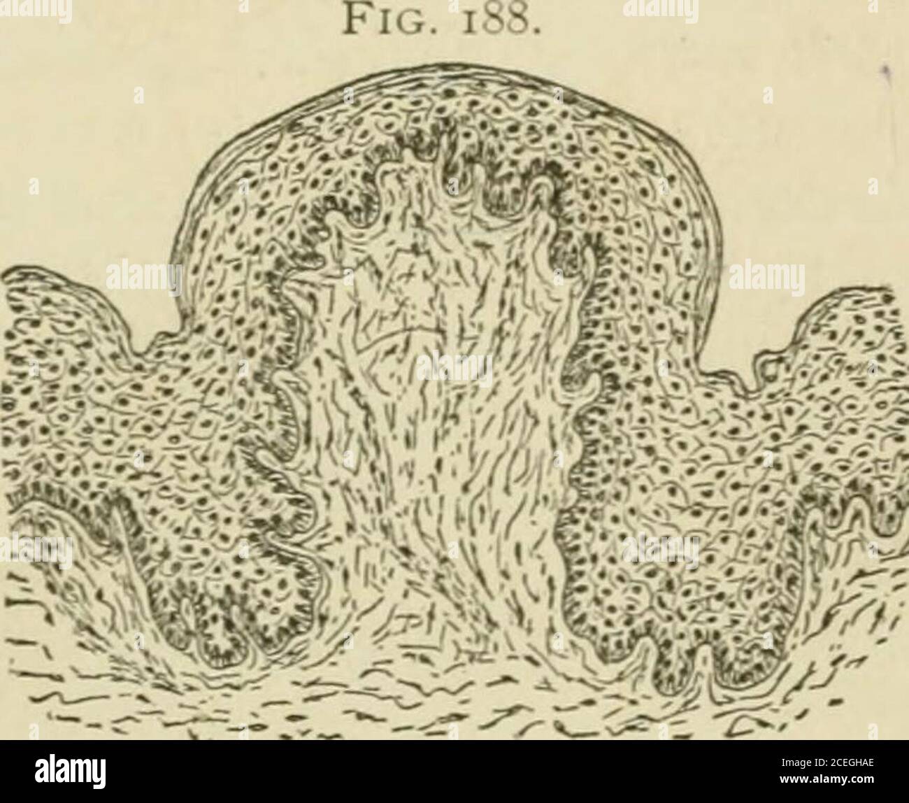 Fungiform Papillae Histology