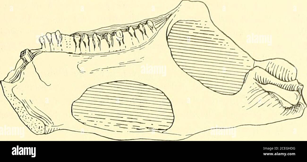 . Palaeontographica. Fig. 3. Koiloskiosauriis coliirgiensia H ...