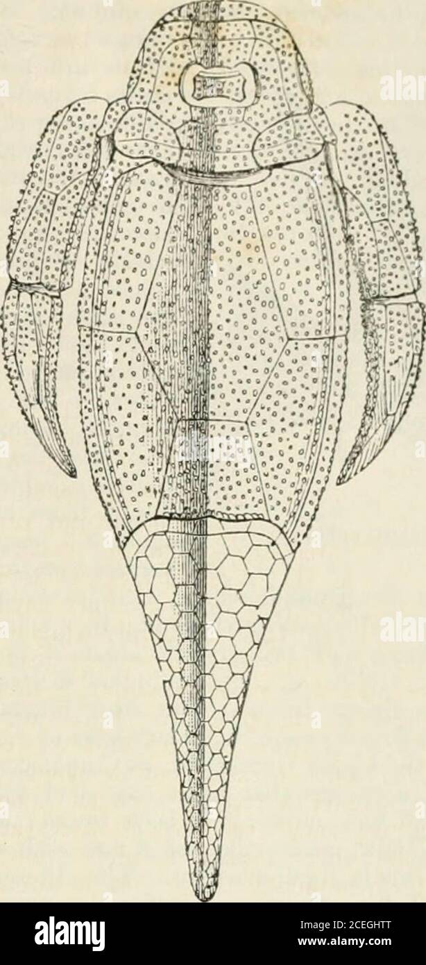 Ganoid scales hi-res stock photography and images - Alamy