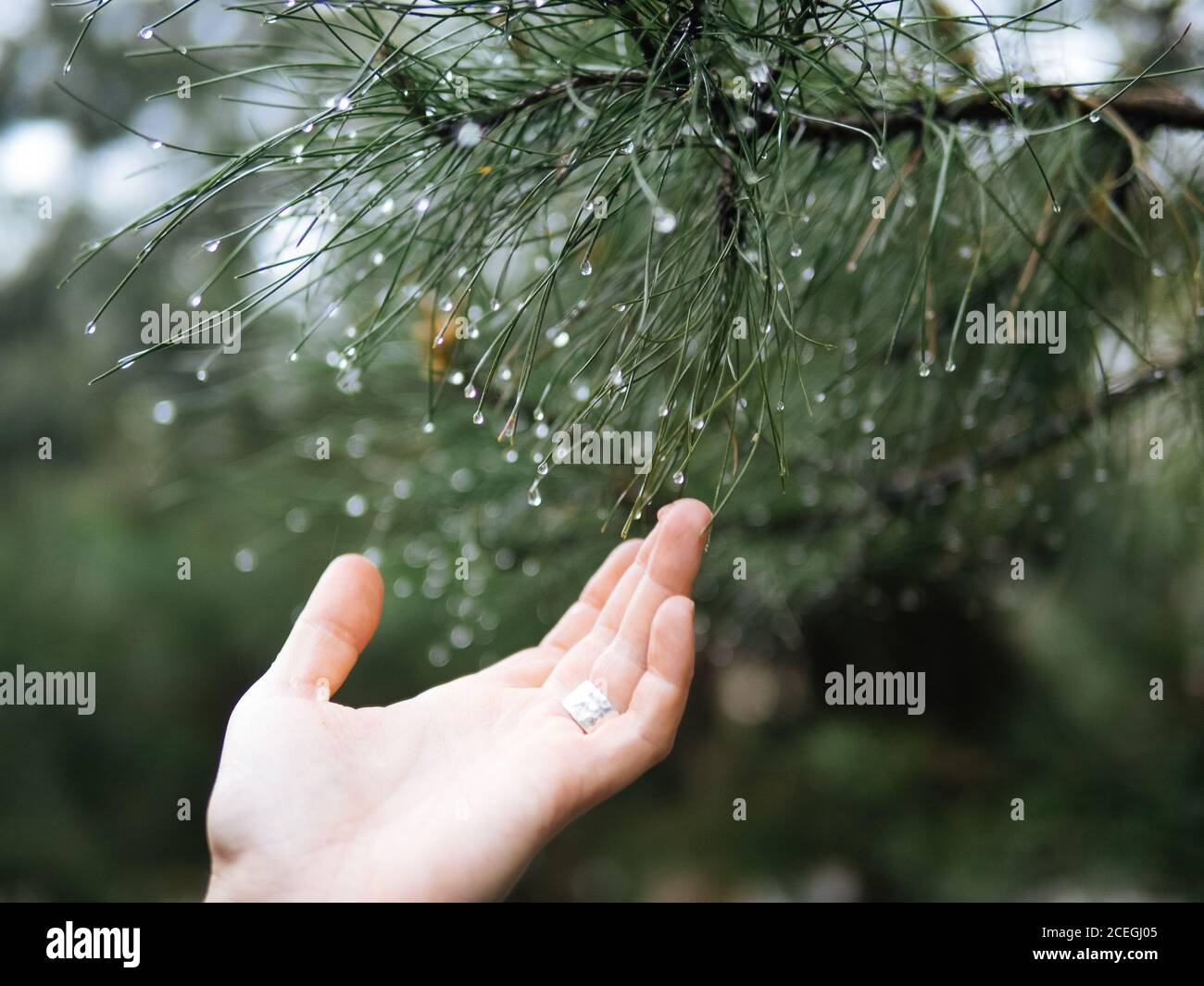 Crop female hand touching gently evergreen branch of tree with crystal ...